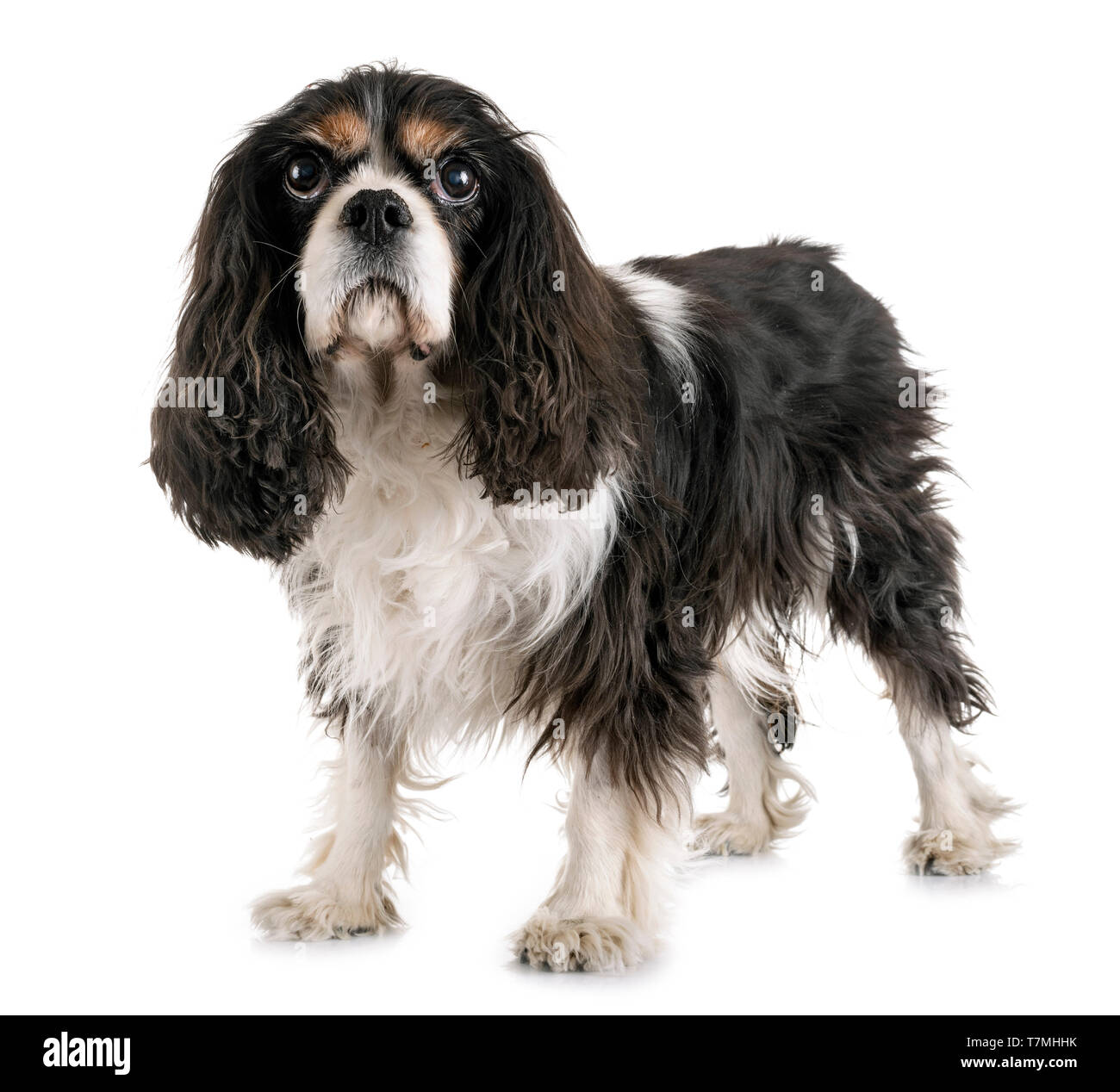 cavalier king charles in front of white background Stock Photo - Alamy