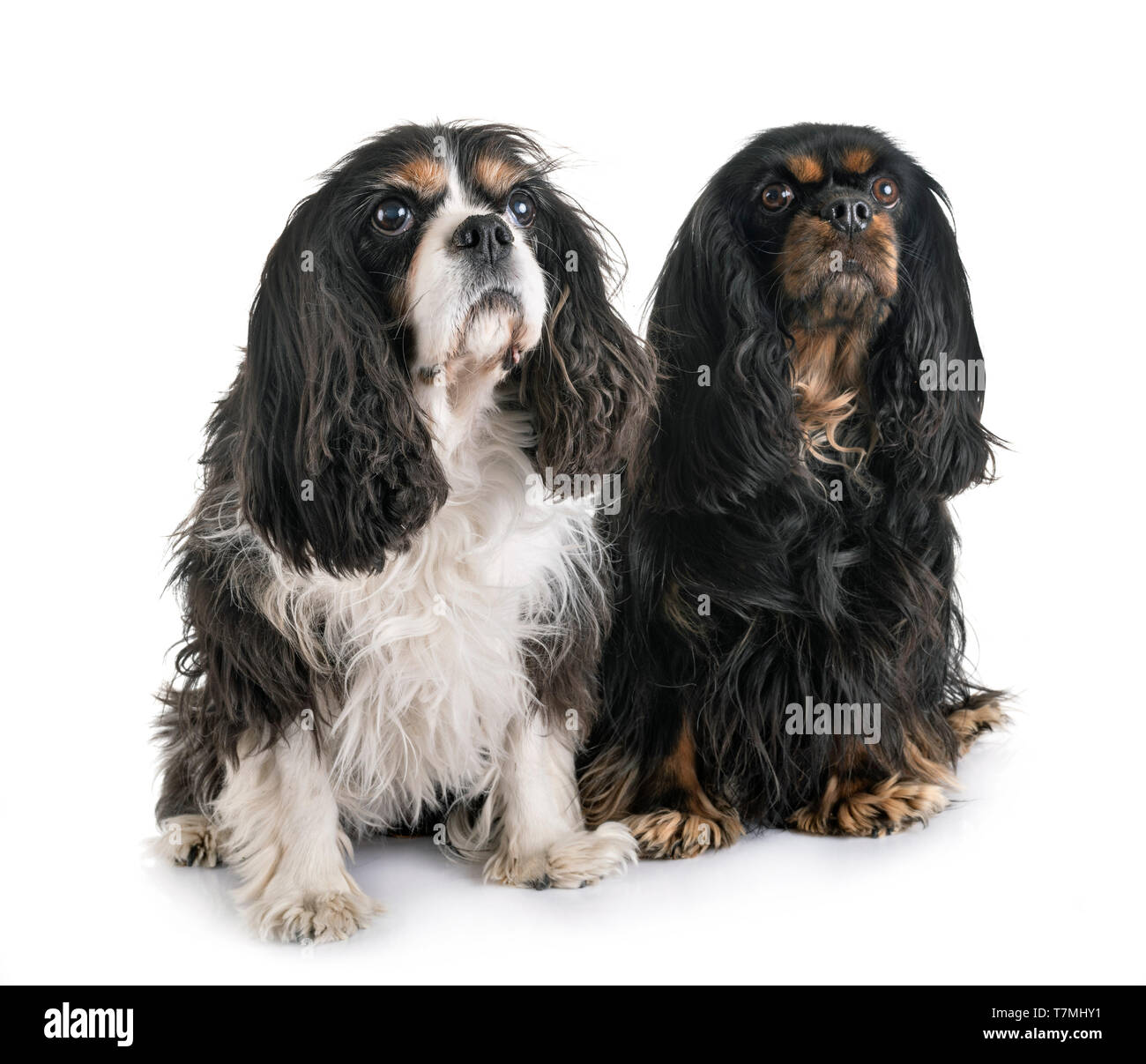 cavalier king charles in front of white background Stock Photo - Alamy