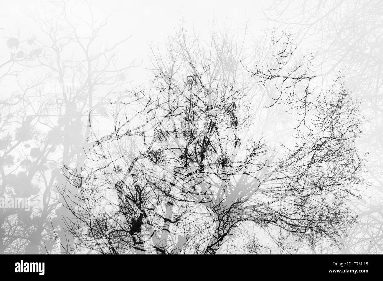 Double exposure abstraction with branches. White monochrome background ...