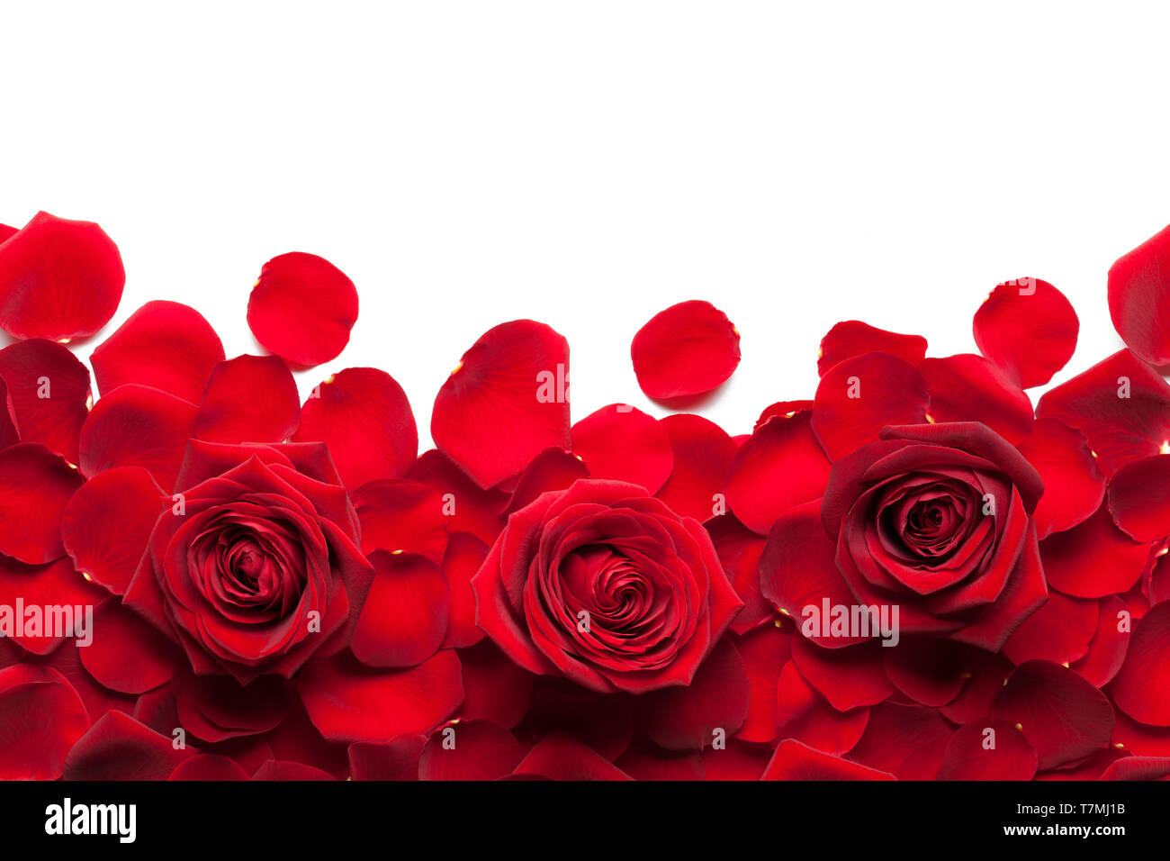 Red roses petals isolated on white background Stock Photo - Alamy