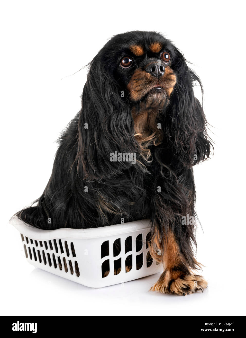 cavalier king charles in front of white background Stock Photo - Alamy