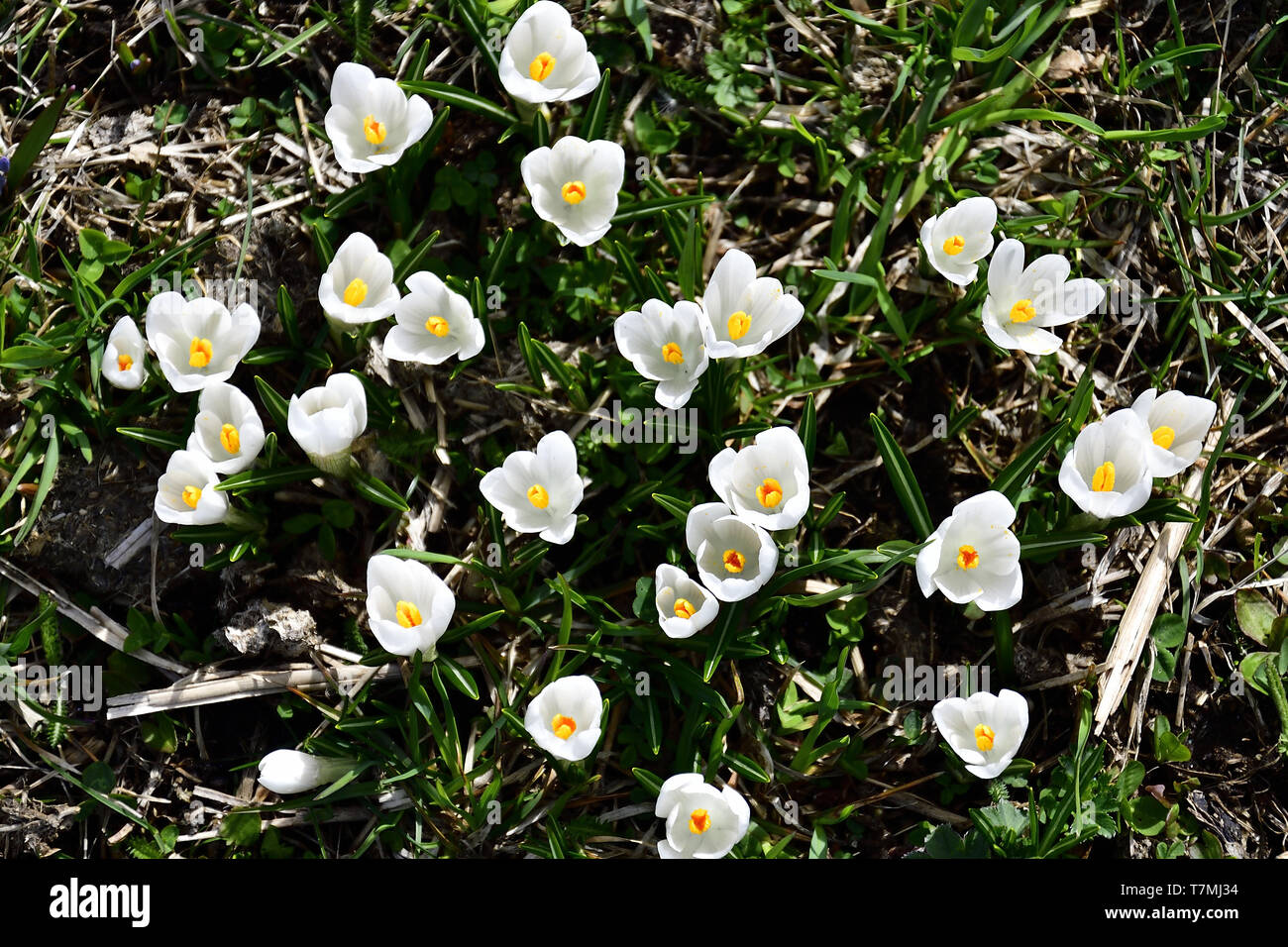 Crocuses and snow and pattern hi-res stock photography and images - Alamy