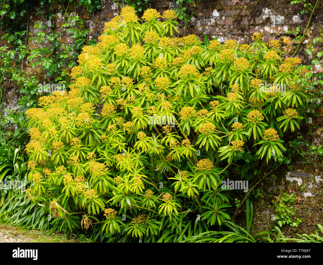 Brown spring flower heads sit above the ornamental foliage of the ...