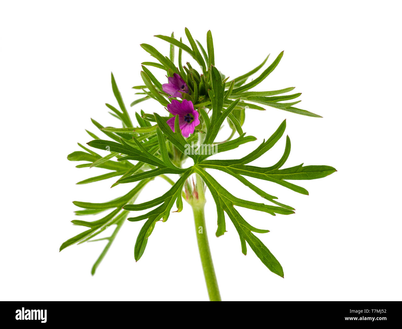 Dissected foliage and pink flowers of the UK annual wildflower ...