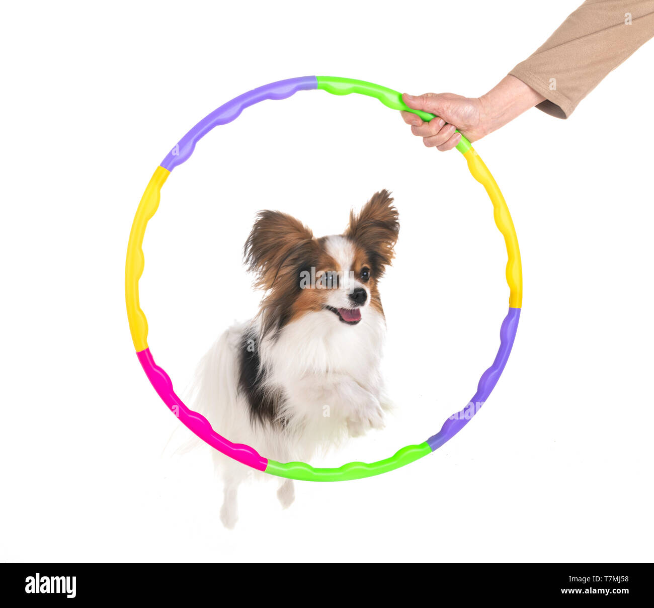 agility and little dog in front of white background Stock Photo - Alamy