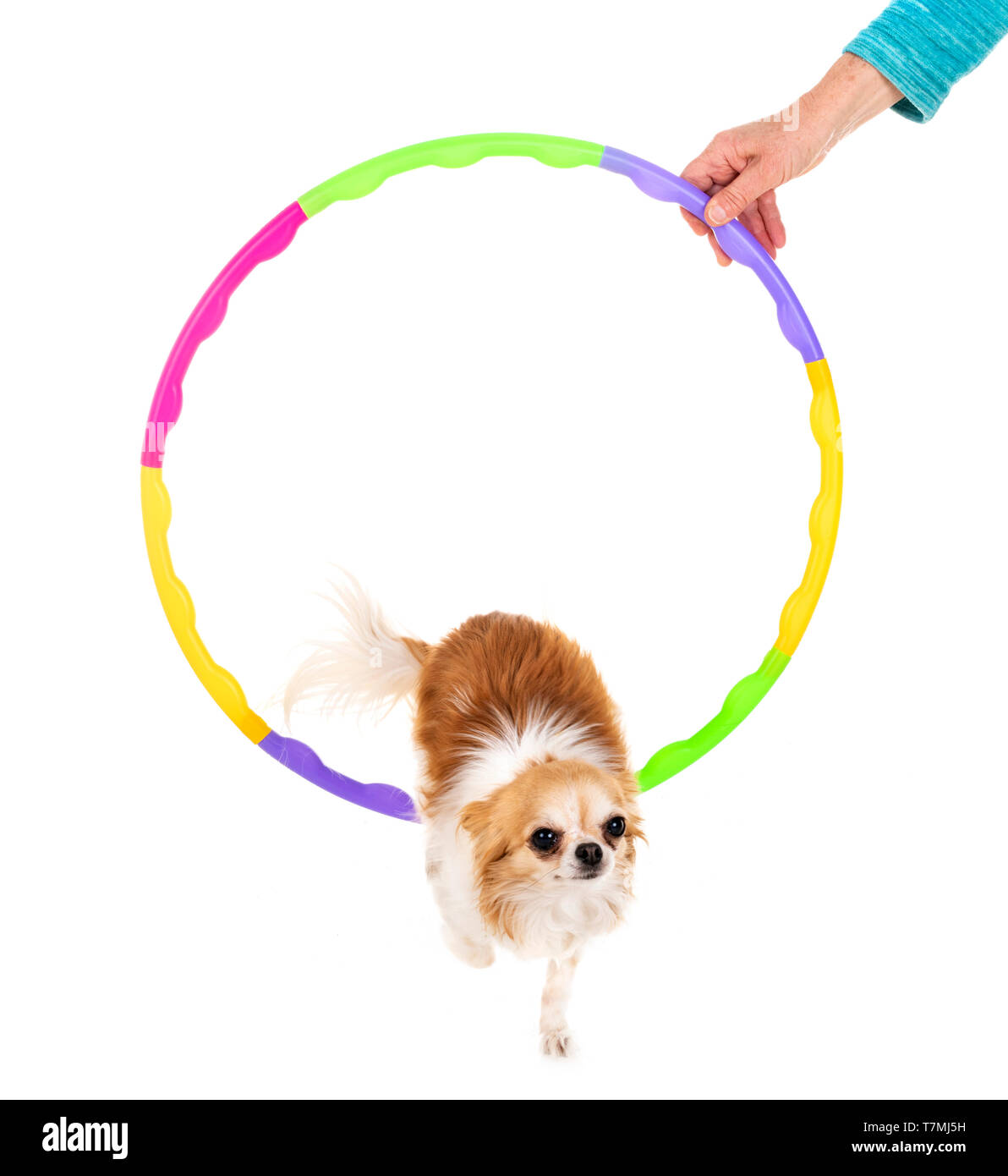 agility and little dog in front of white background Stock Photo - Alamy