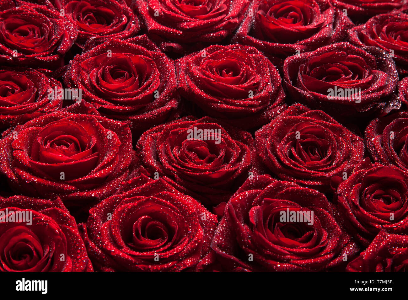 Red roses with water drops background Stock Photo - Alamy