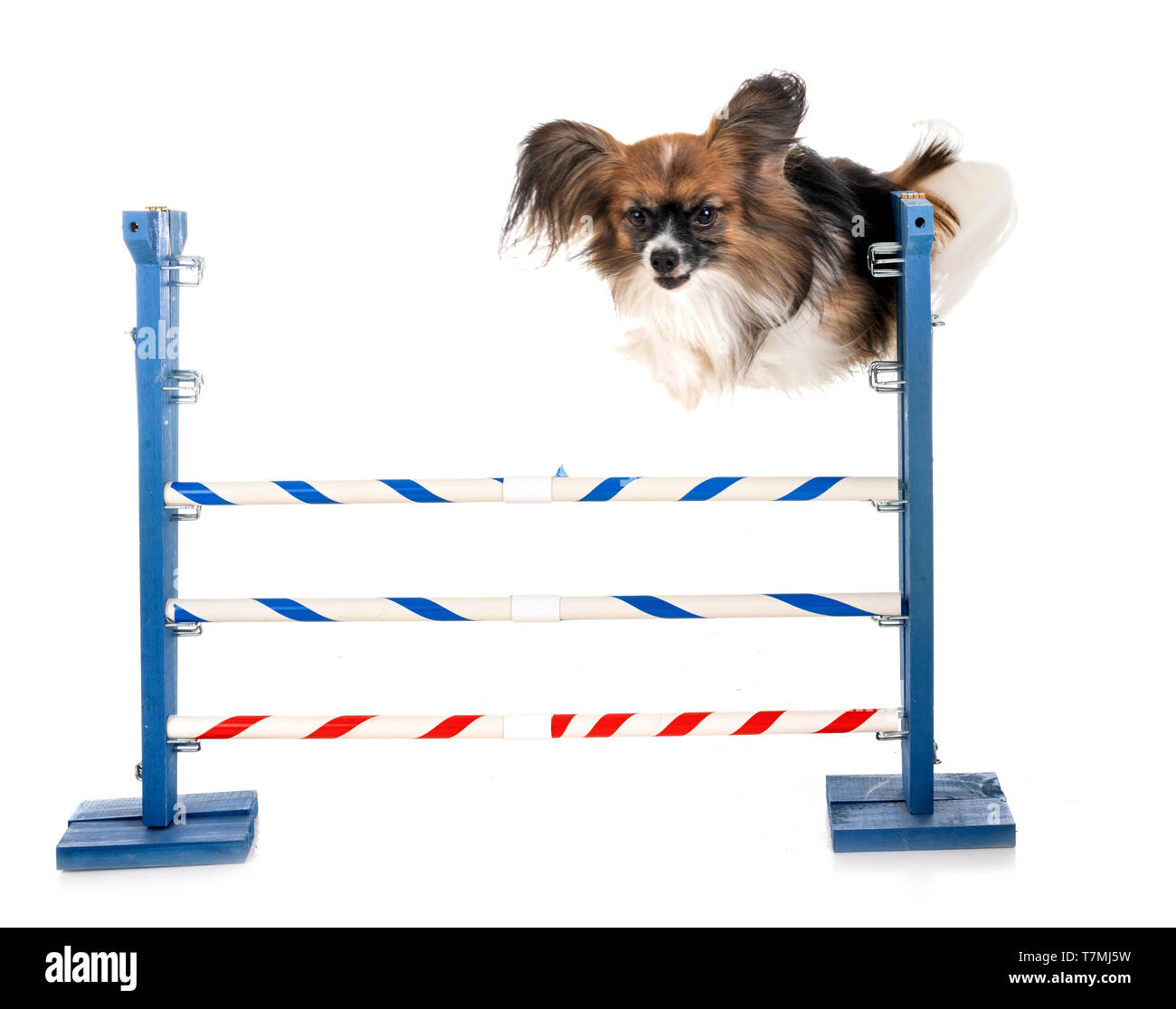 agility and little dog in front of white background Stock Photo - Alamy