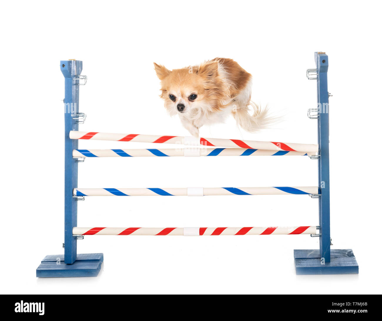 agility and little dog in front of white background Stock Photo - Alamy