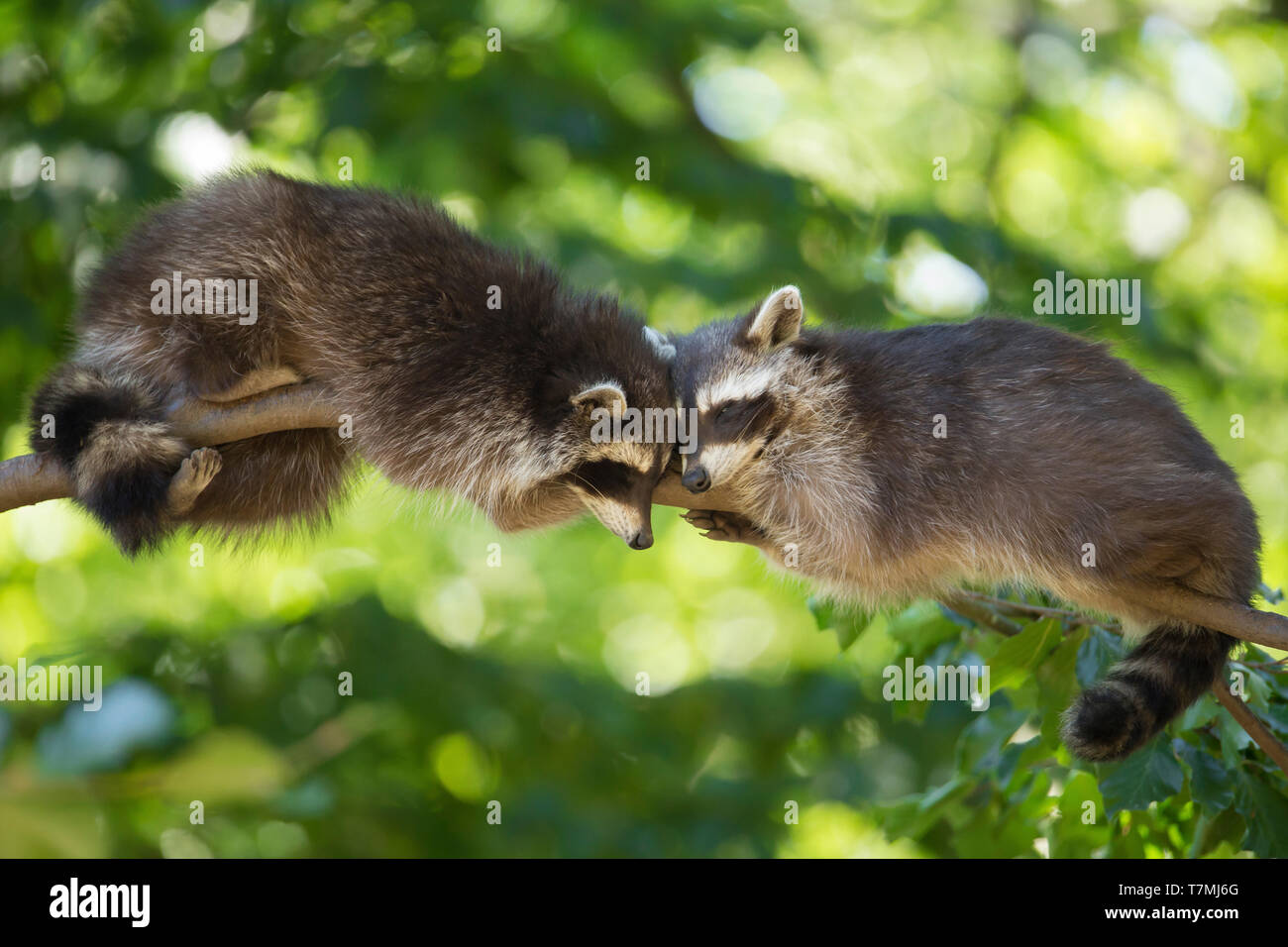 Two raccoon hi-res stock photography and images - Alamy