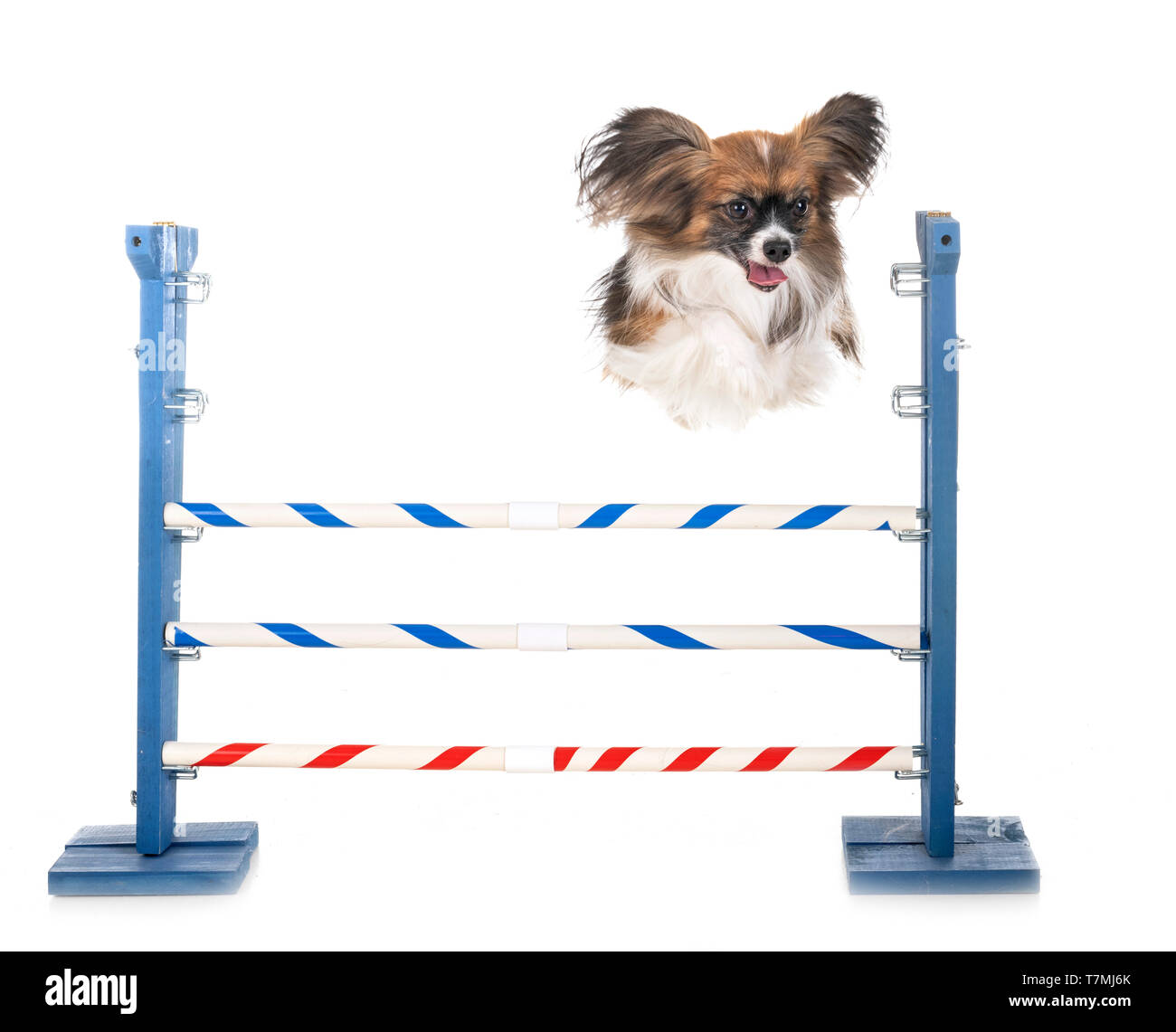 Papillon dog agility Cut Out Stock Images & Pictures - Alamy