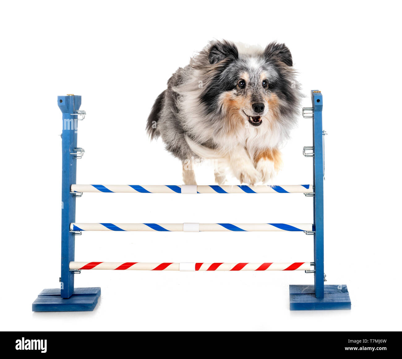 agility and little dog in front of white background Stock Photo - Alamy