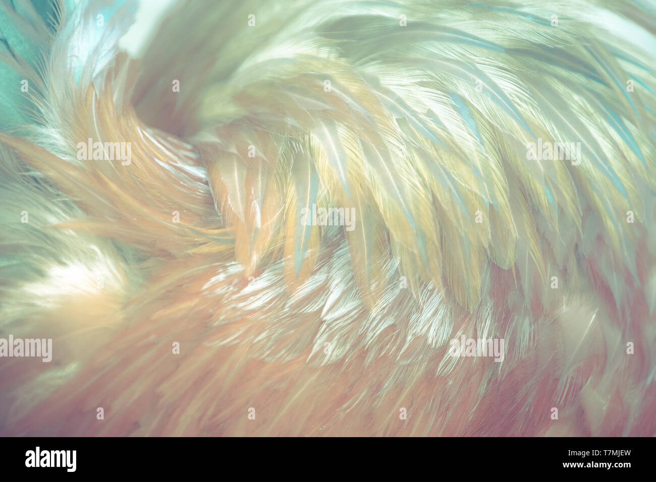 Soft shiny feathers in pastel colors as a background or backdrop Stock ...
