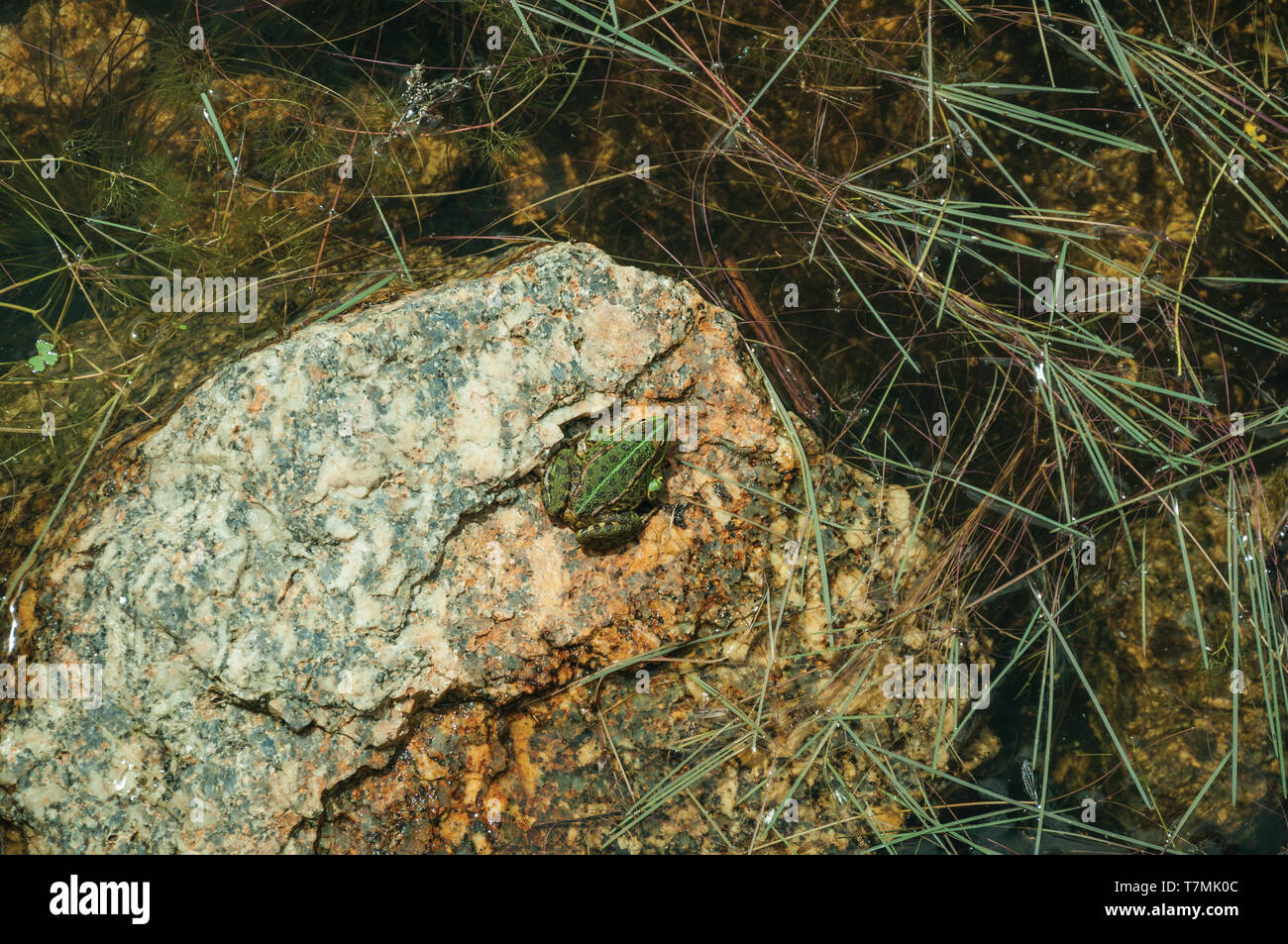 Small green frog on stone among water and vegetation in a sunny day at ...
