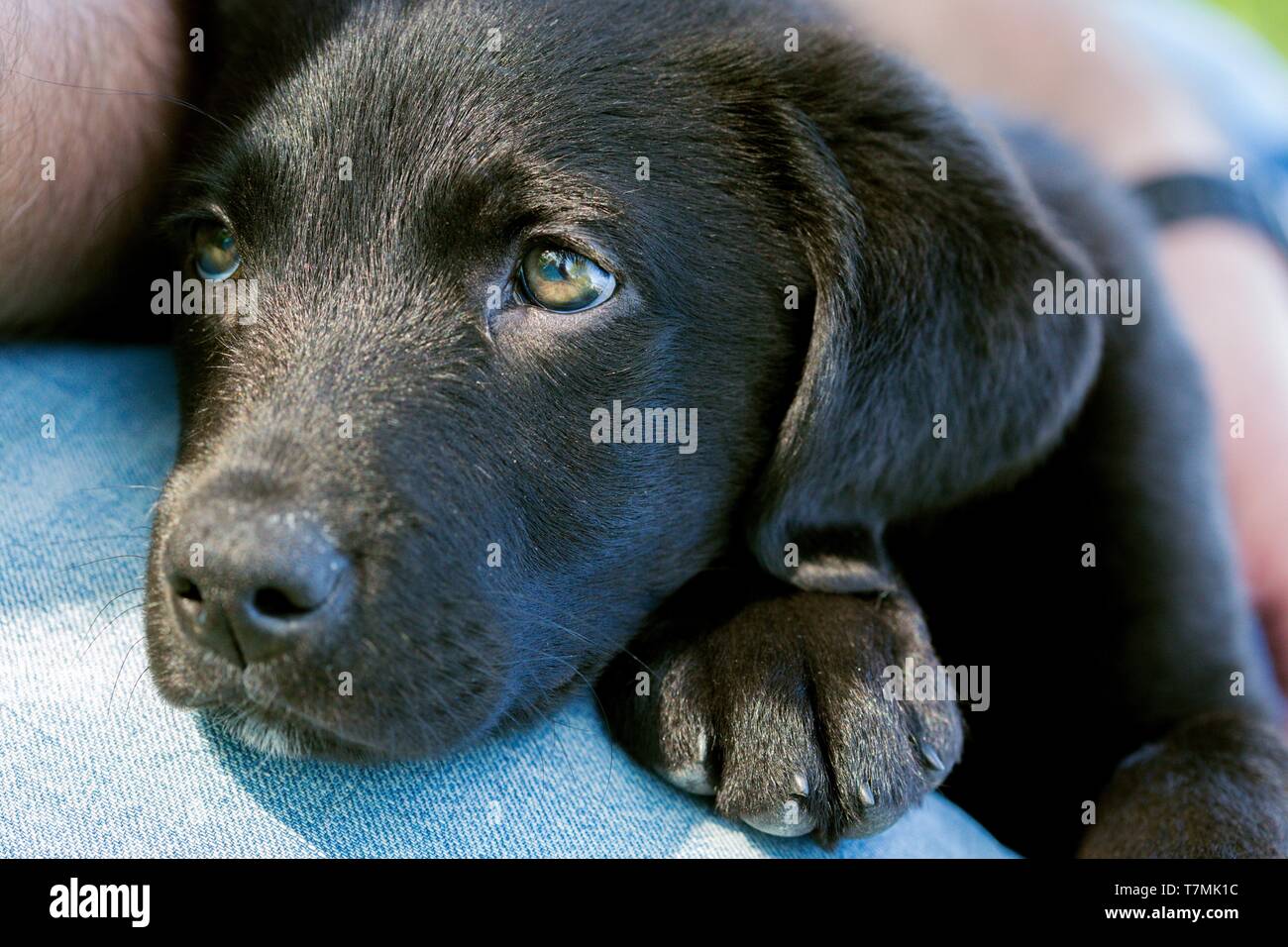 the sad little black labrador puppy Stock Photo - Alamy