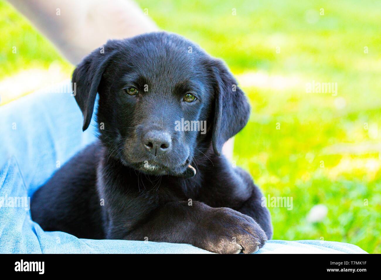 the sad little black labrador puppy Stock Photo - Alamy