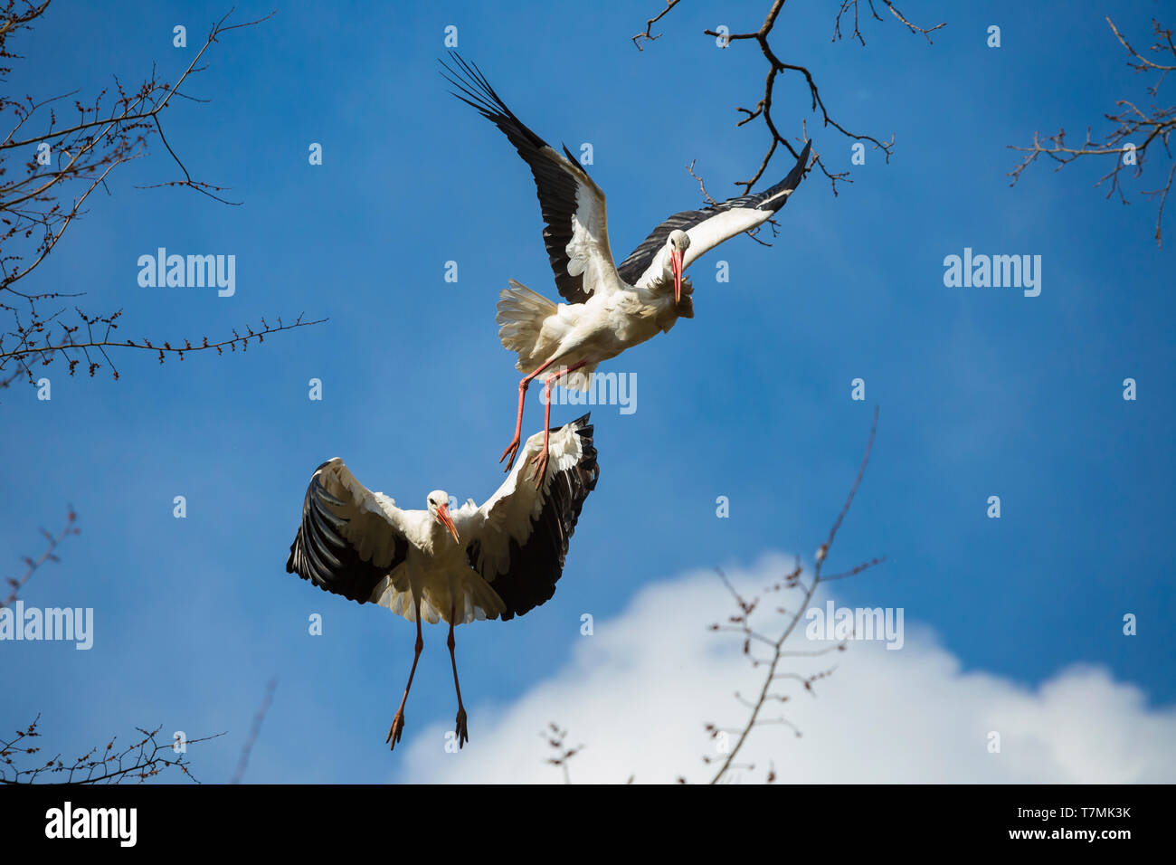 Two fighting birds hi-res stock photography and images - Alamy
