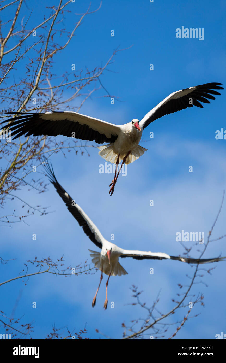 Two birds in nest hi-res stock photography and images - Alamy