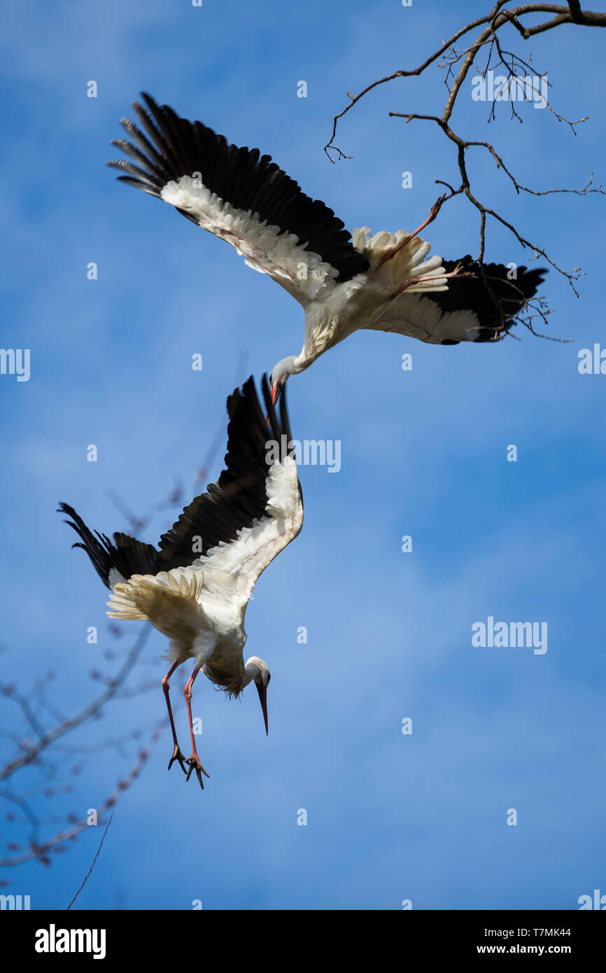 Two fighting birds hi-res stock photography and images - Alamy