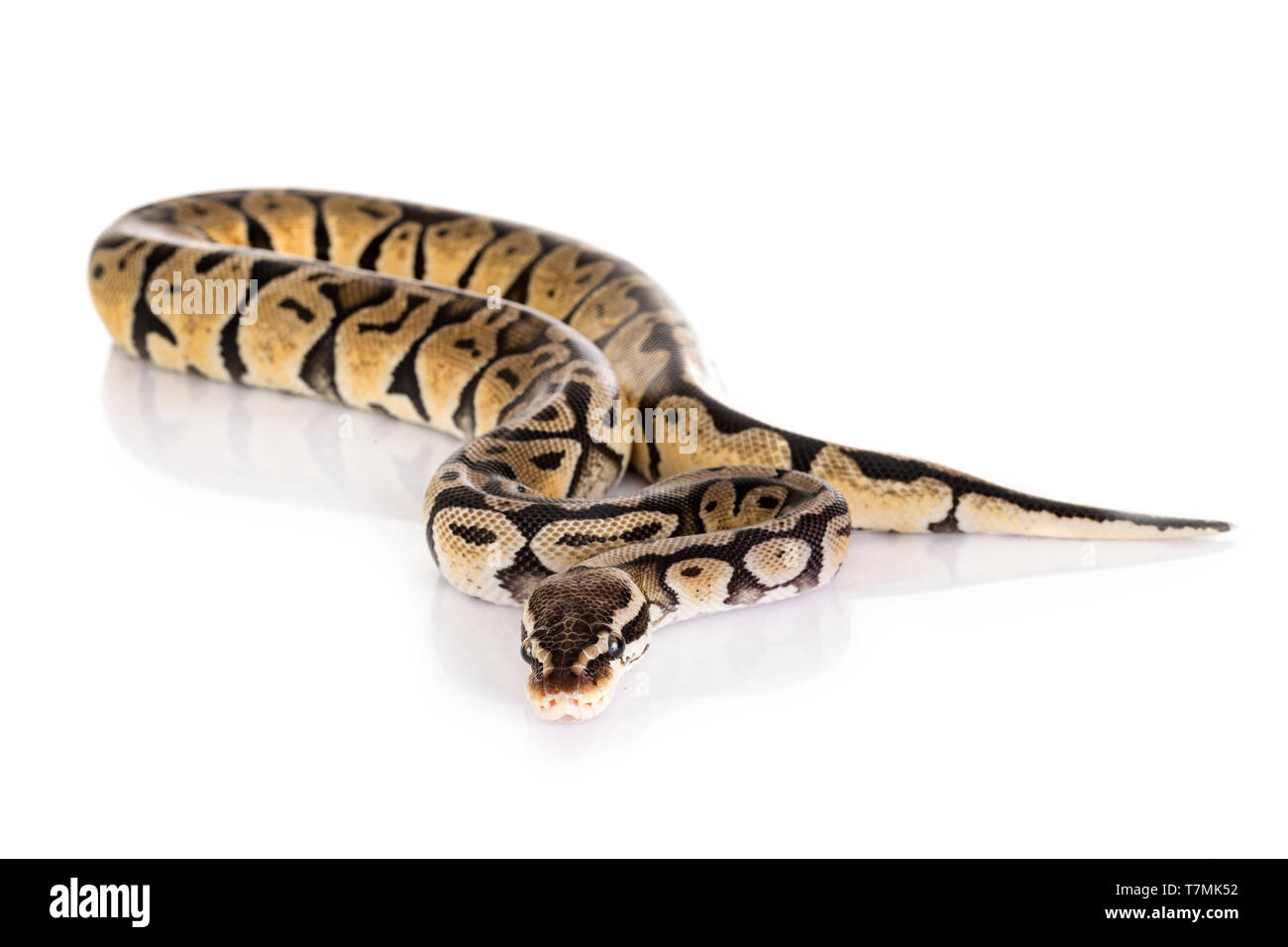 Ball python in front of white background Stock Photo - Alamy