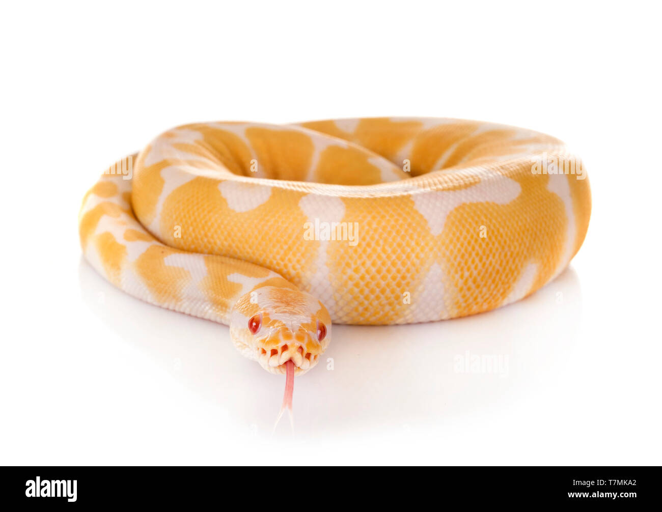 Ball python in front of white background Stock Photo - Alamy