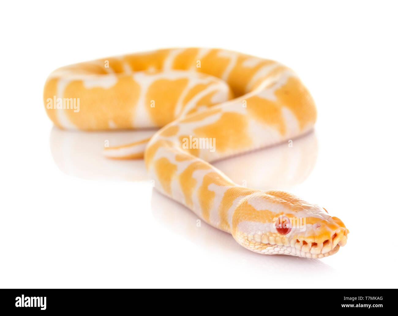 Ball python in front of white background Stock Photo - Alamy