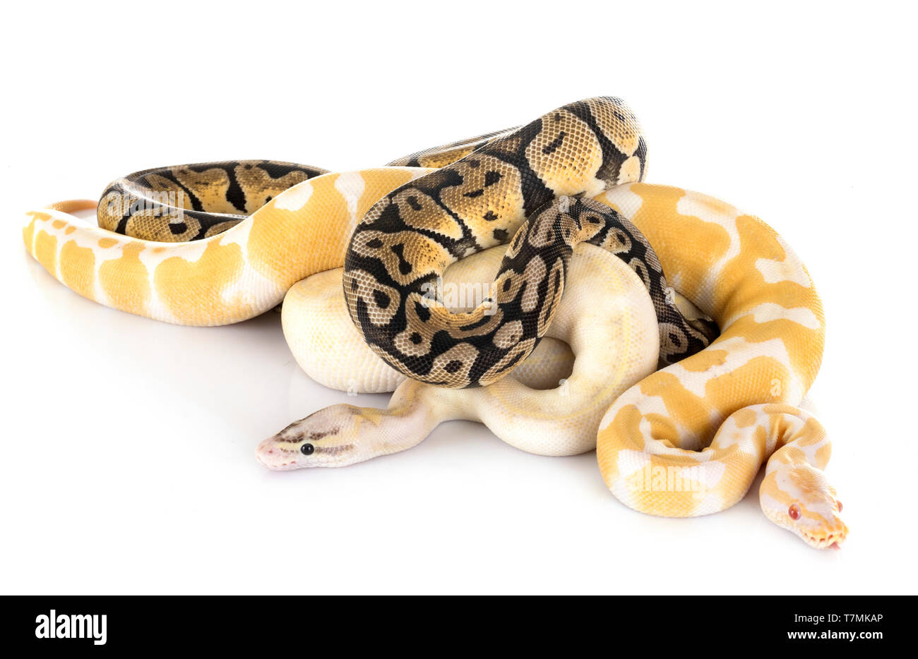 Ball pythons in front of white background Stock Photo - Alamy