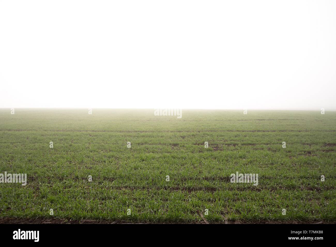 wheat field in early spring. first shoots winter crops Stock Photo - Alamy