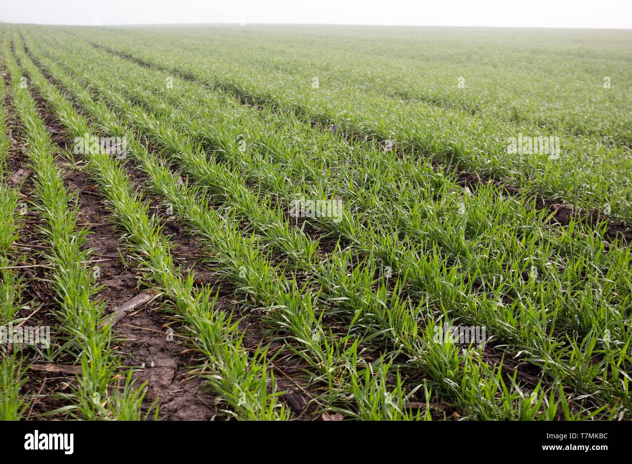 wheat field in early spring. first shoots winter crops Stock Photo - Alamy