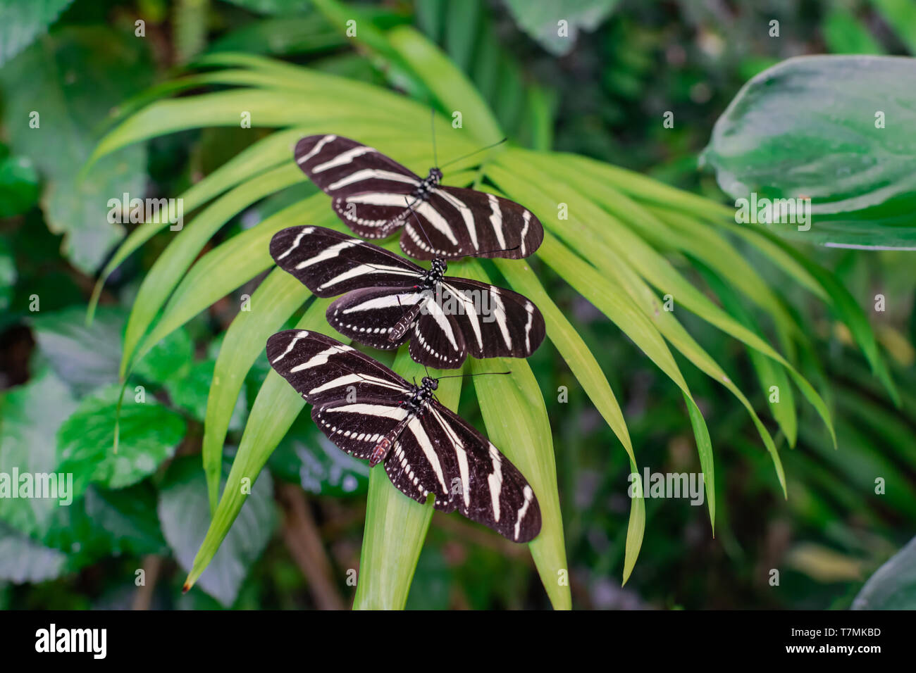 Three Zebra longwing butterflies (Heliconius charithonia), with open ...