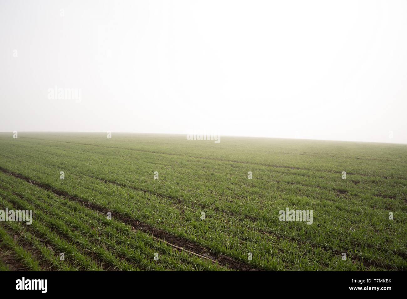 wheat field in early spring. first shoots winter crops Stock Photo - Alamy