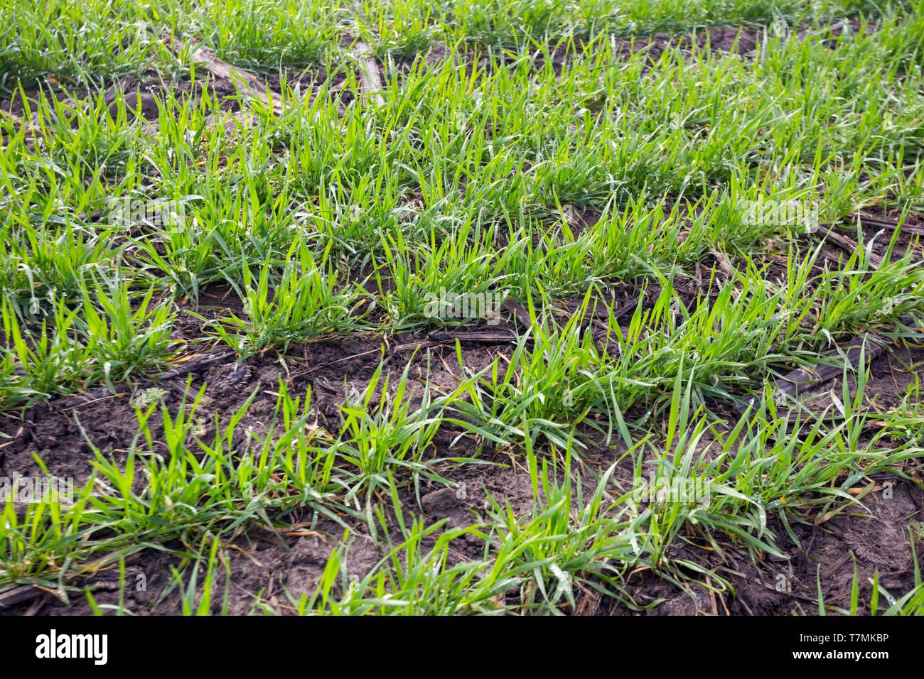 wheat field in early spring. first shoots winter crops Stock Photo - Alamy