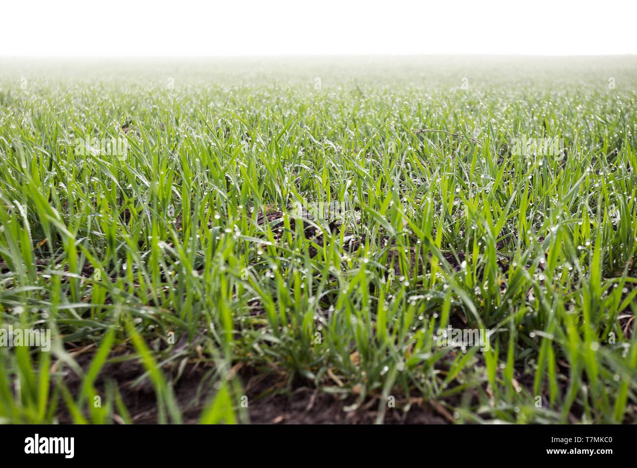 Young shoots wheat drops hi-res stock photography and images - Alamy