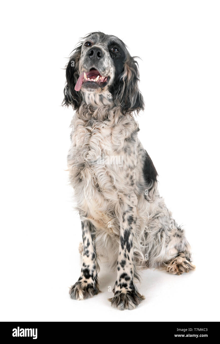 english setter in front of white background Stock Photo - Alamy