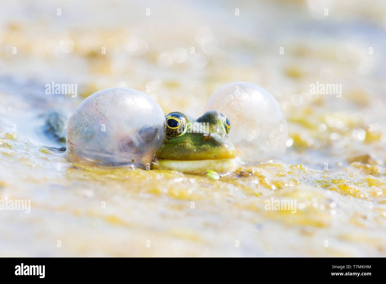 Blowing up pool hi-res stock photography and images - Alamy