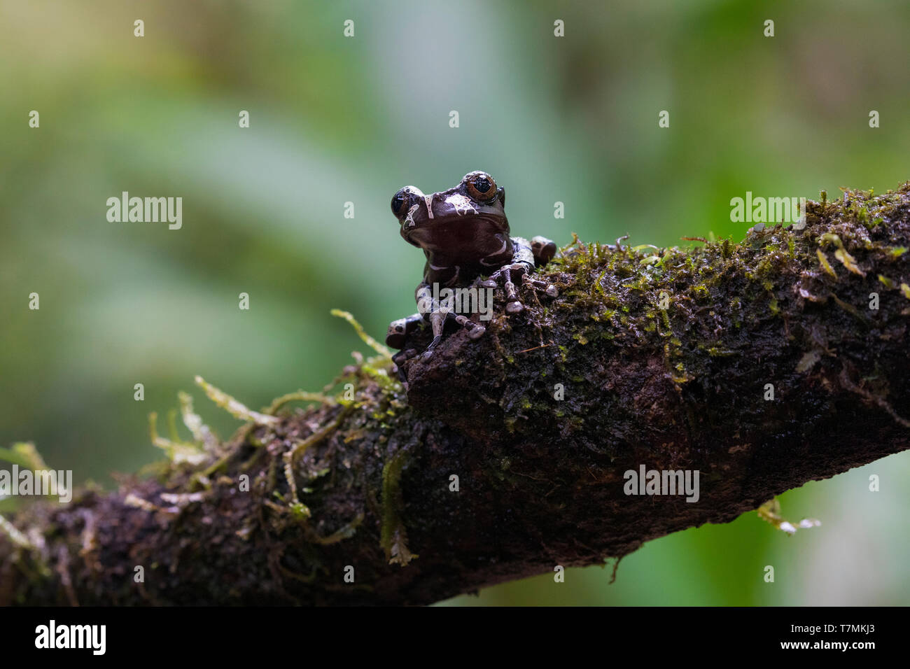 Crowned tree frog hi-res stock photography and images - Alamy