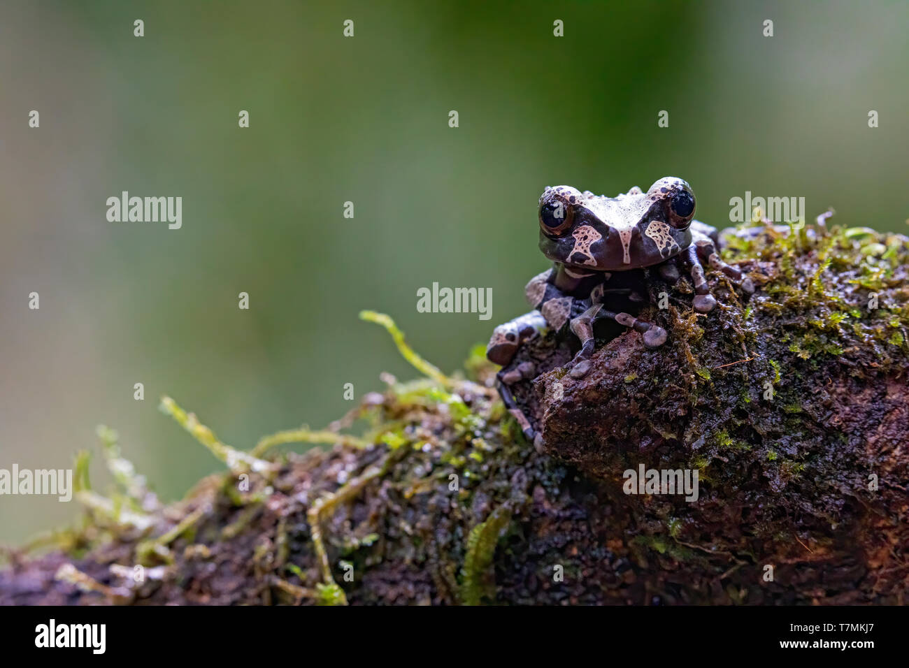 Crowned tree frog hi-res stock photography and images - Alamy