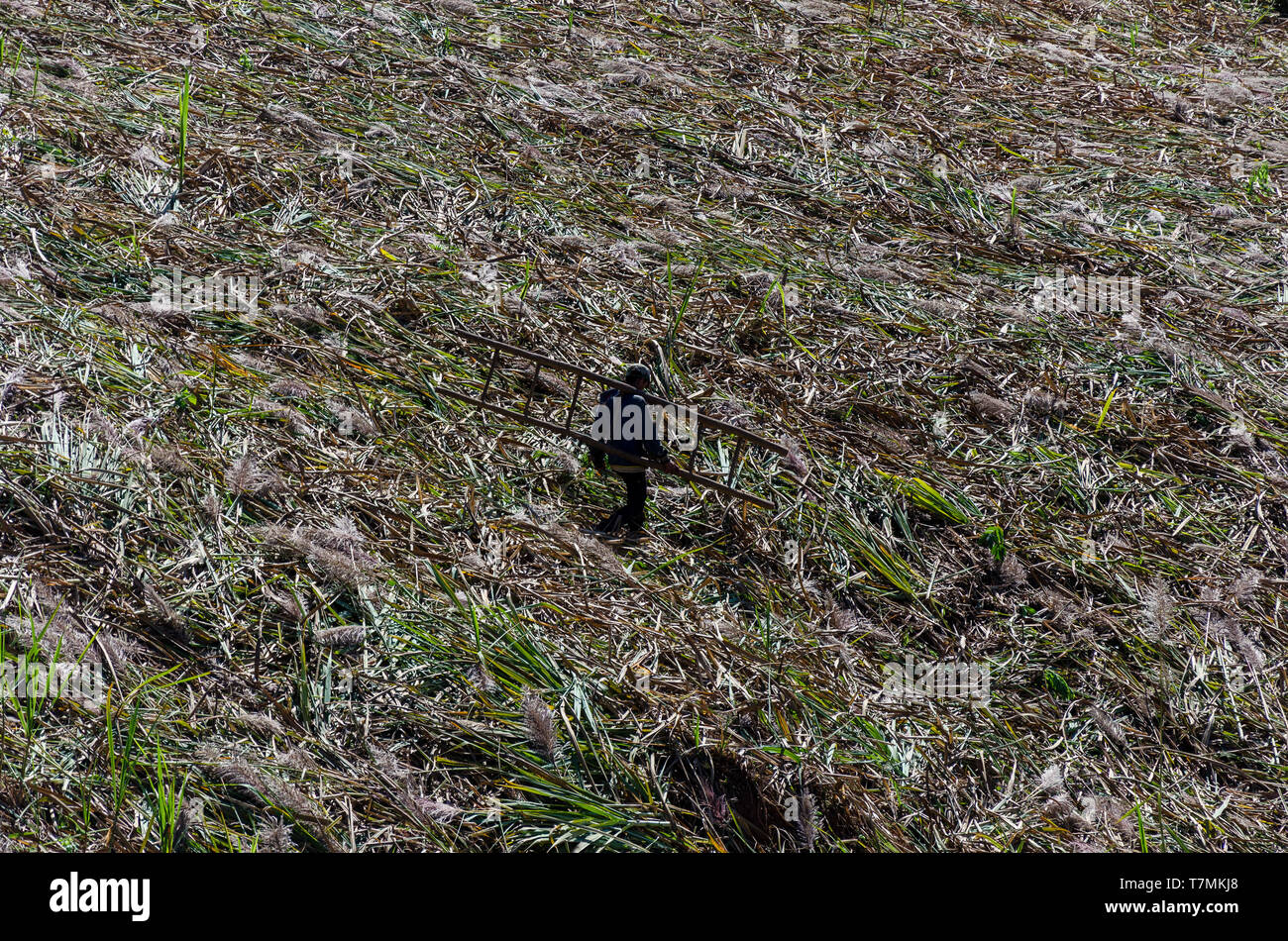 Hakka farmers in the Phongsali countryside, Phongsali, Laos Stock Photo ...