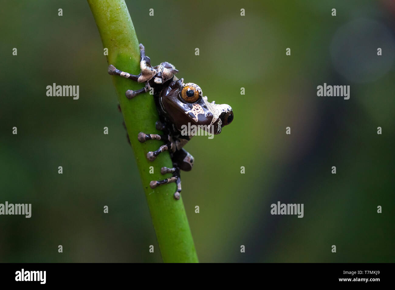 Crowned Tree Frog Stock Photo - Alamy