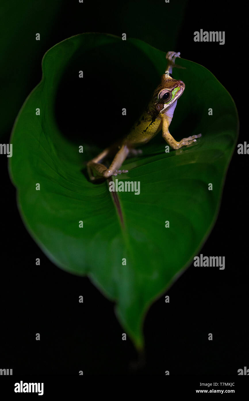 Masked tree frog smilisca phaeota hi-res stock photography and images ...