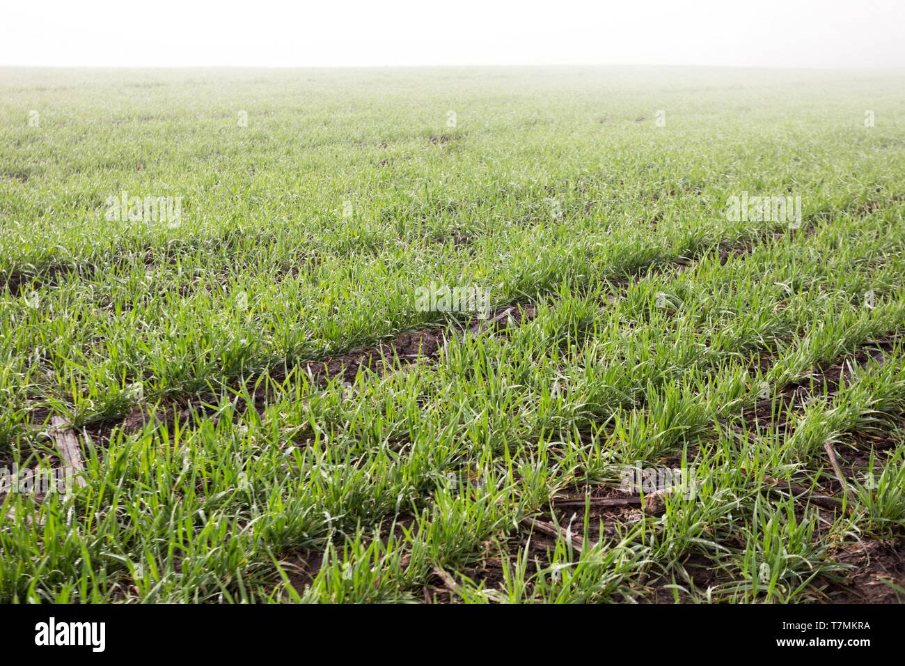 wheat field in early spring. first shoots winter crops Stock Photo - Alamy
