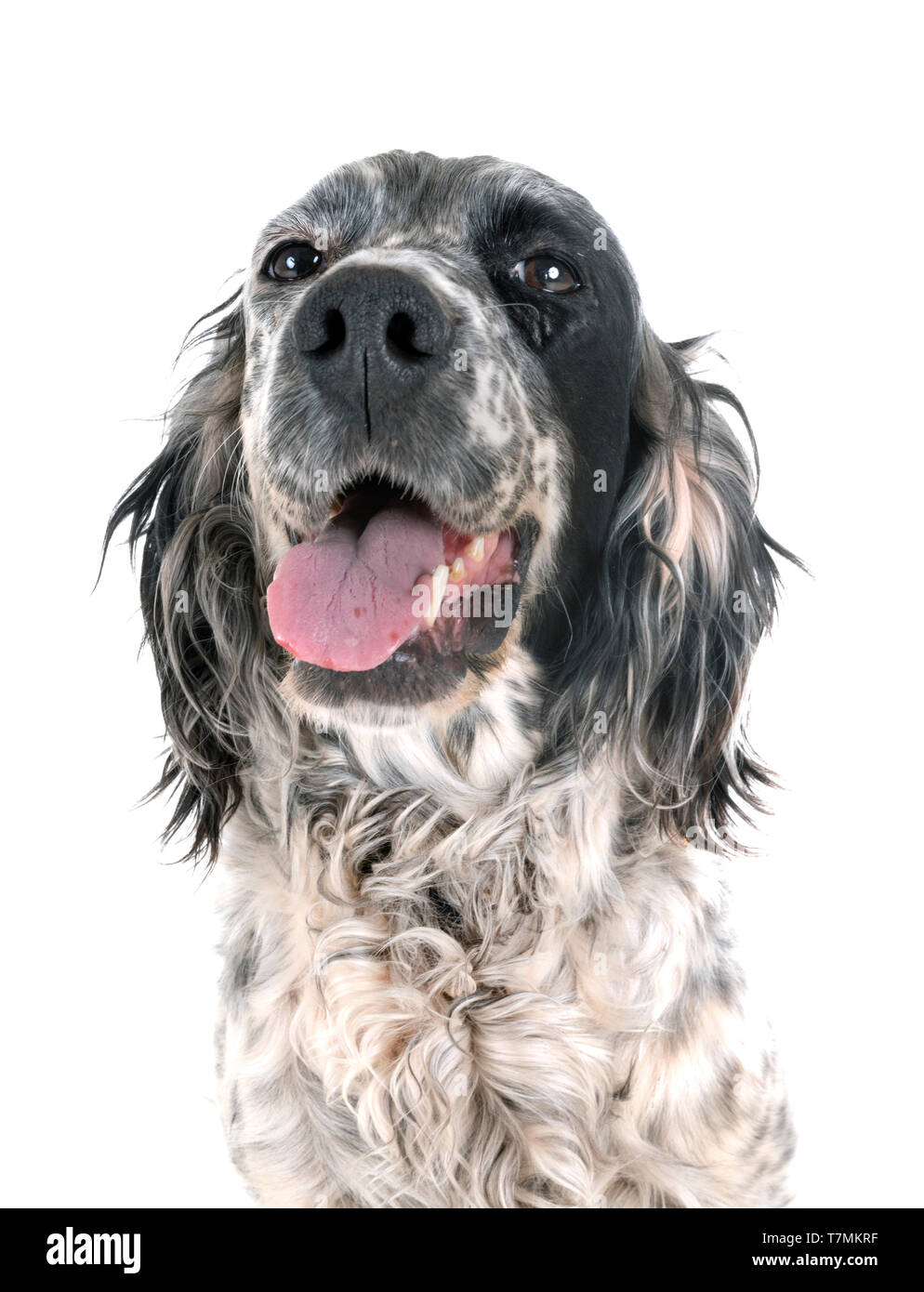 english setter in front of white background Stock Photo - Alamy