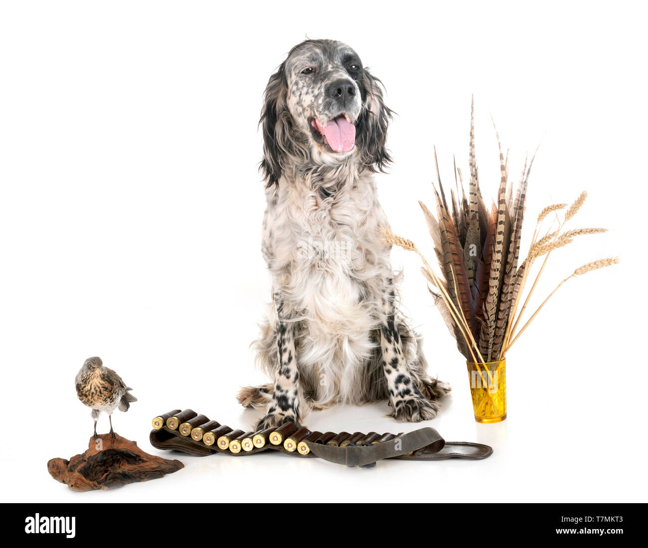 english setter in front of white background Stock Photo - Alamy