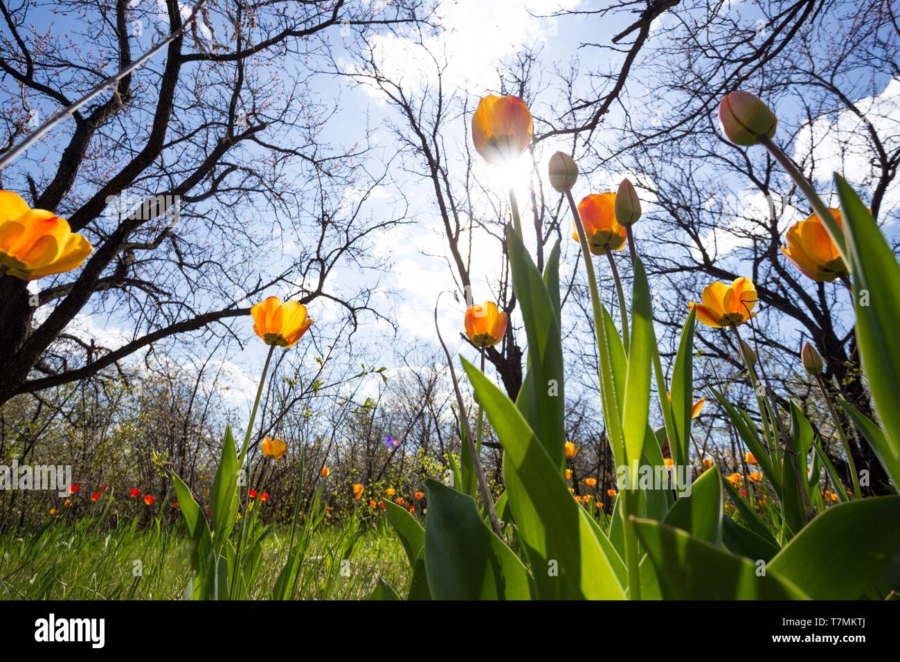 Beautiful bright tulips in the garden against the blue sky. spring and ...