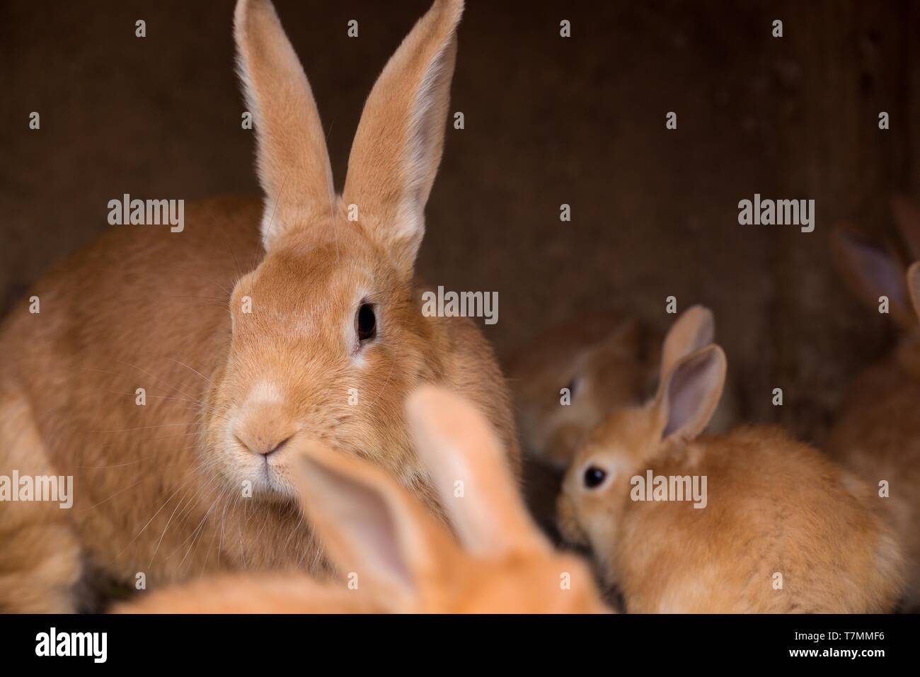 Rabbit and small rabbits on the farm Stock Photo - Alamy