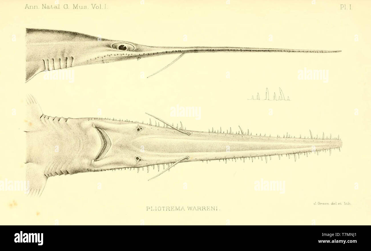 Sixgill sawshark hi-res stock photography and images - Alamy
