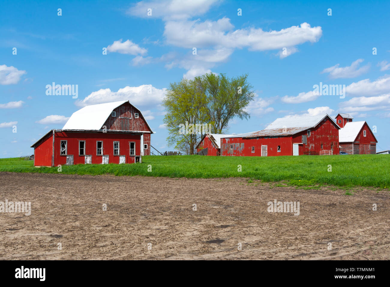 Wooden red farm buildings in open field on a Spring afternoon. Bureau ...
