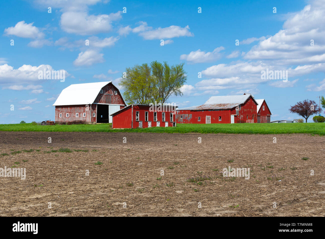 Wooden red farm buildings in open field on a Spring afternoon. Bureau ...