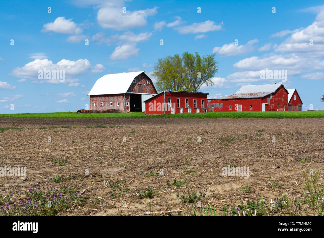Wooden red farm buildings in open field on a Spring afternoon. Bureau ...