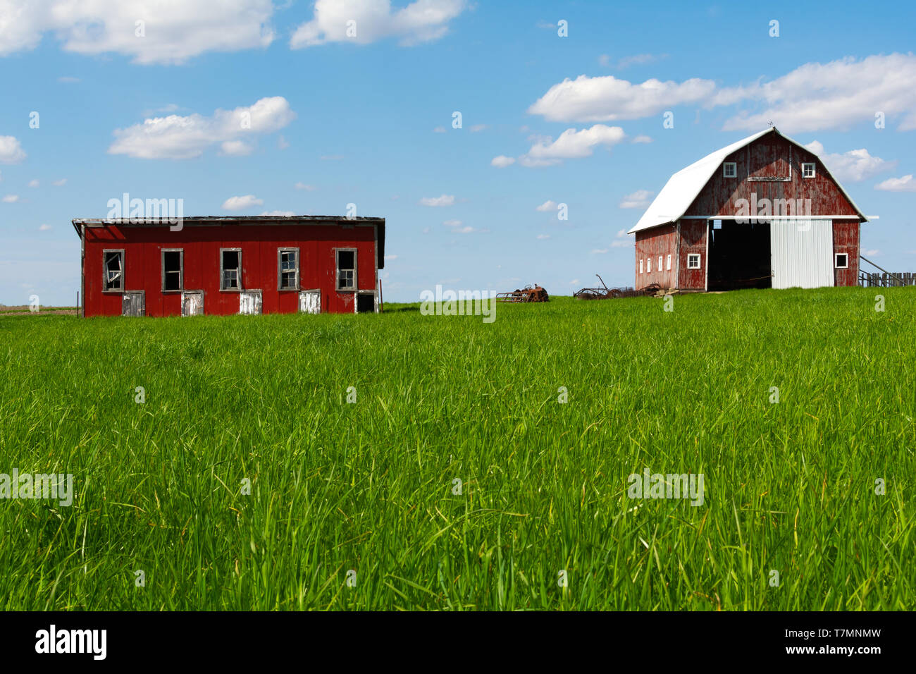 Wooden red farm buildings in open grass field on a Spring afternoon ...